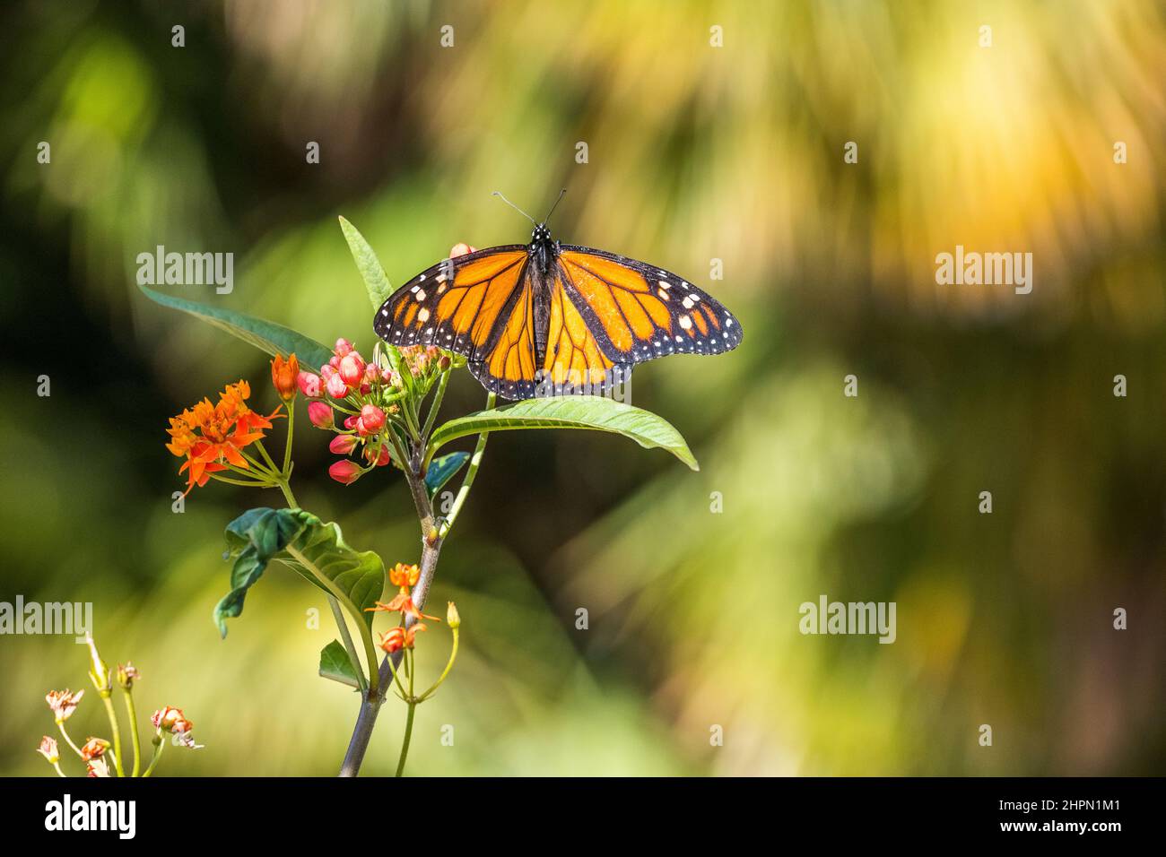 The monarch butterfly or simply monarch (Danaus plexippus) is a ...