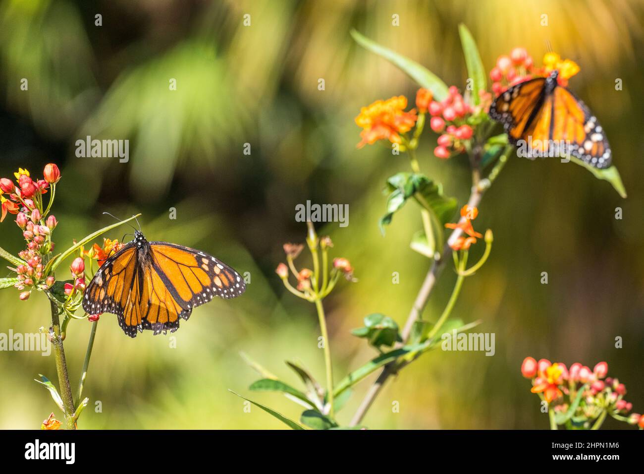 The monarch butterfly or simply monarch (Danaus plexippus) is a ...