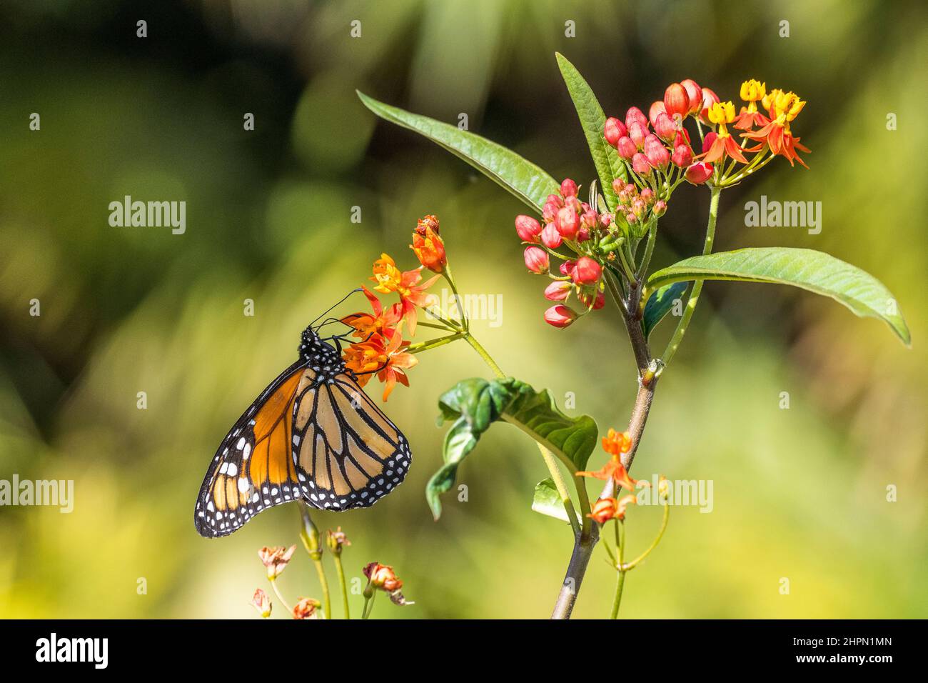 The monarch butterfly or simply monarch (Danaus plexippus) is a ...