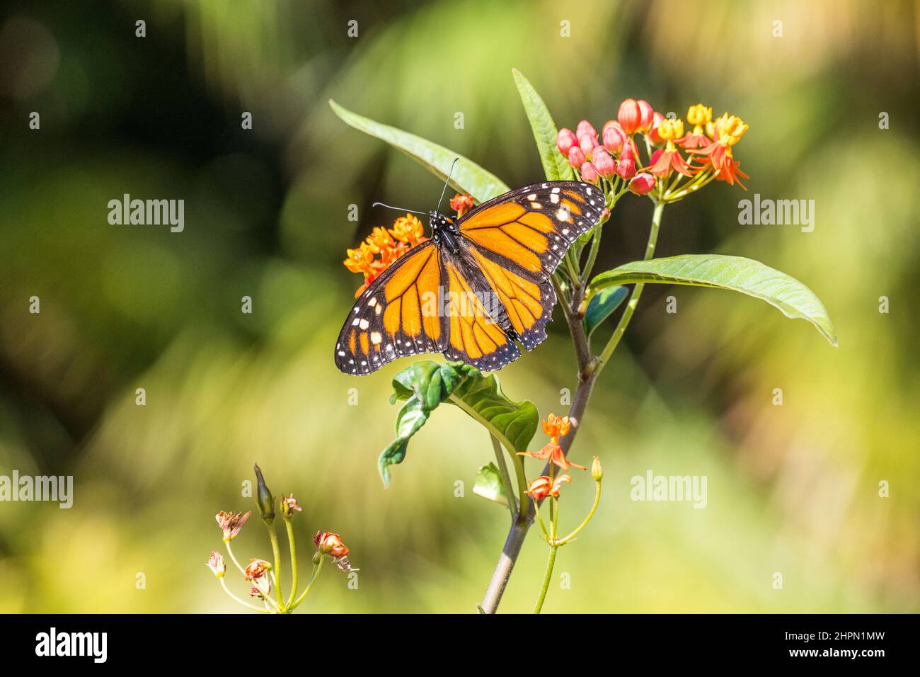 The monarch butterfly or simply monarch (Danaus plexippus) is a ...