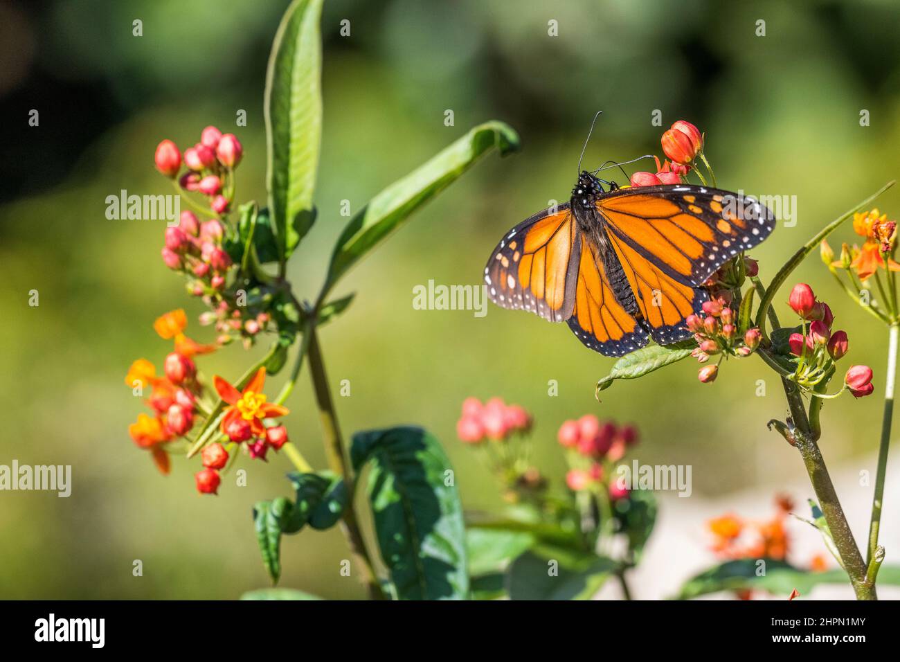 The monarch butterfly or simply monarch (Danaus plexippus) is a ...