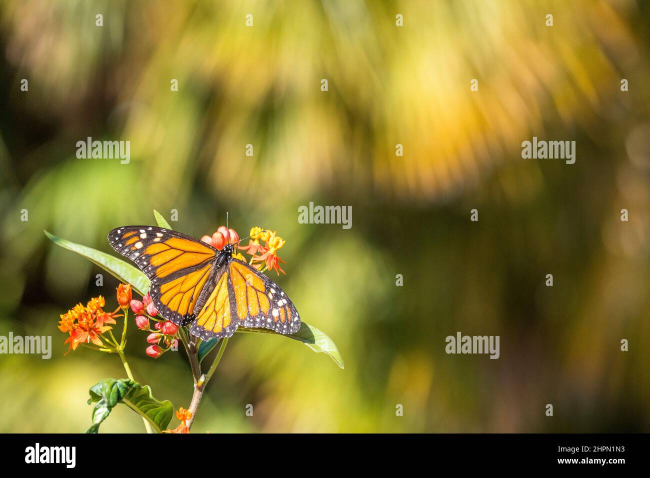 The monarch butterfly or simply monarch (Danaus plexippus) is a ...