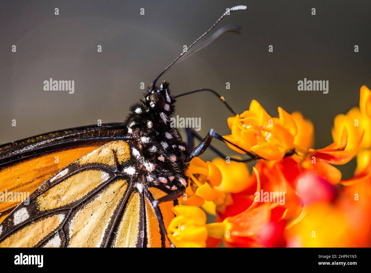 The monarch butterfly or simply monarch (Danaus plexippus) is a ...
