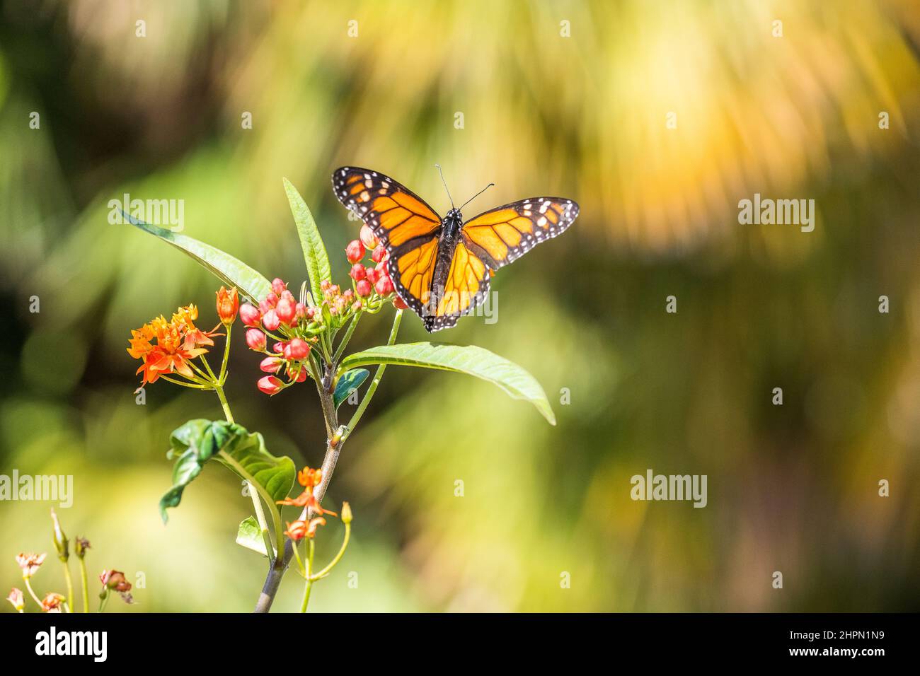 The monarch butterfly or simply monarch (Danaus plexippus) is a ...