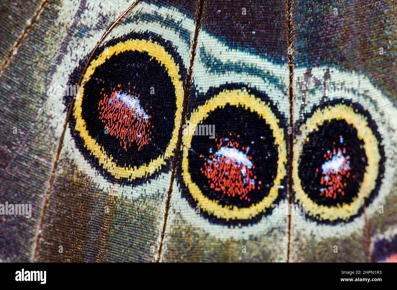 Morpho peleides, the Peleides blue morpho, common morpho or the emperor ...