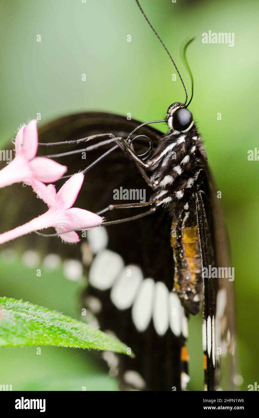 Papilio polytes, the common Mormon, is a common species of swallowtail ...