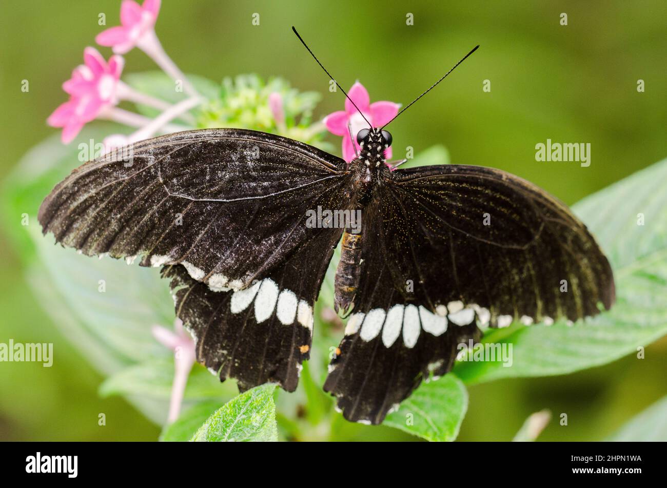 Papilio polytes, the common Mormon, is a common species of swallowtail ...