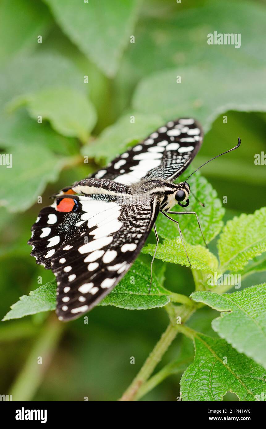 Papilio demoleus is a common and widespread swallowtail butterfly. The ...