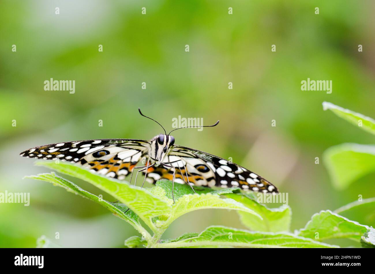 Papilio demoleus is a common and widespread swallowtail butterfly. The ...