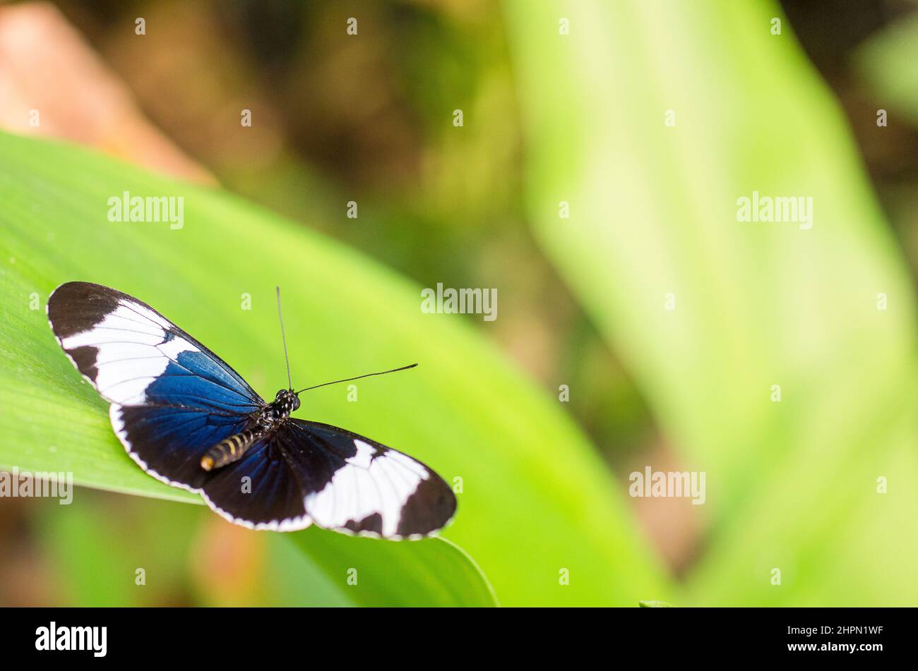 Heliconius cydno, the cydno longwing, is a nymphalid butterfly that ranges from Mexico to ...