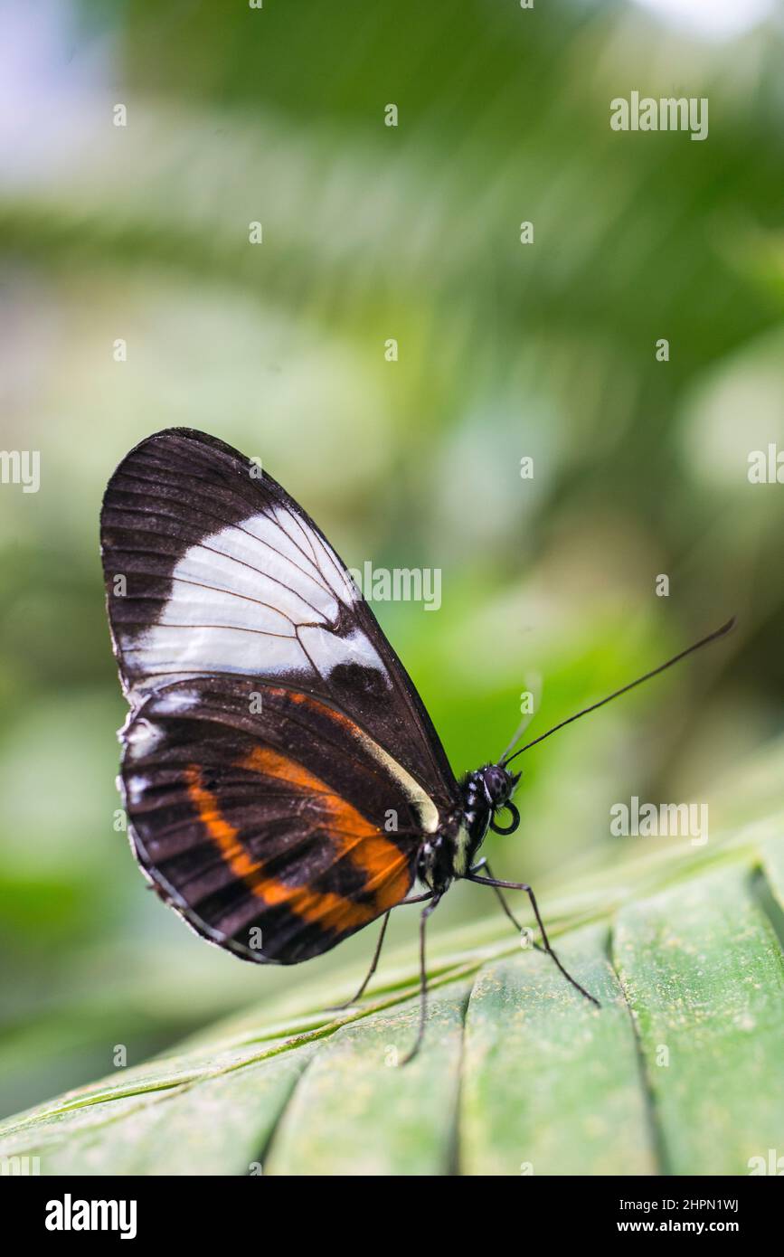 Heliconius cydno, the cydno longwing, is a nymphalid butterfly that ranges from Mexico to ...