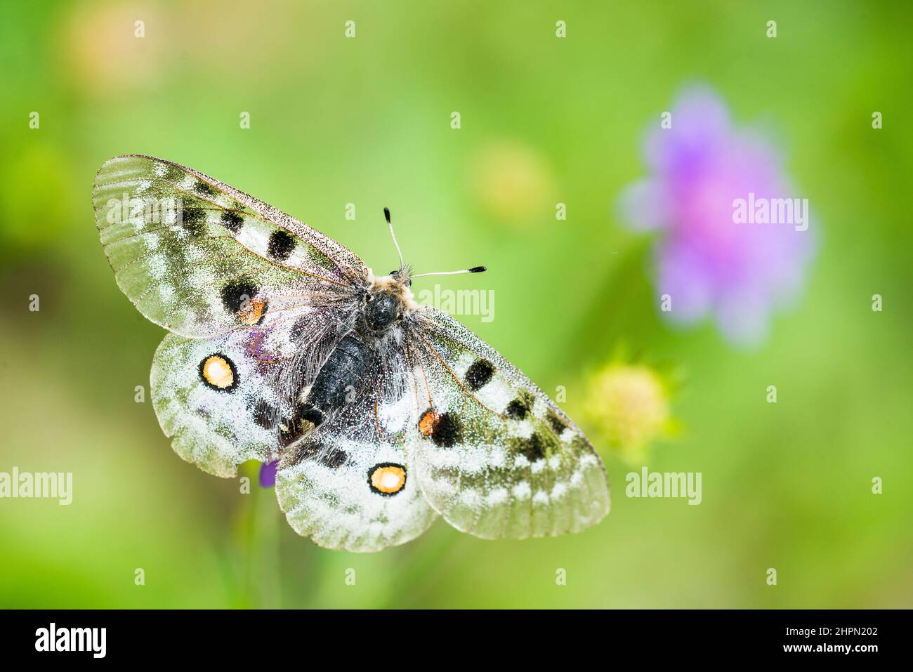 The Apollo or mountain Apollo (Parnassius apollo), is a butterfly of ...