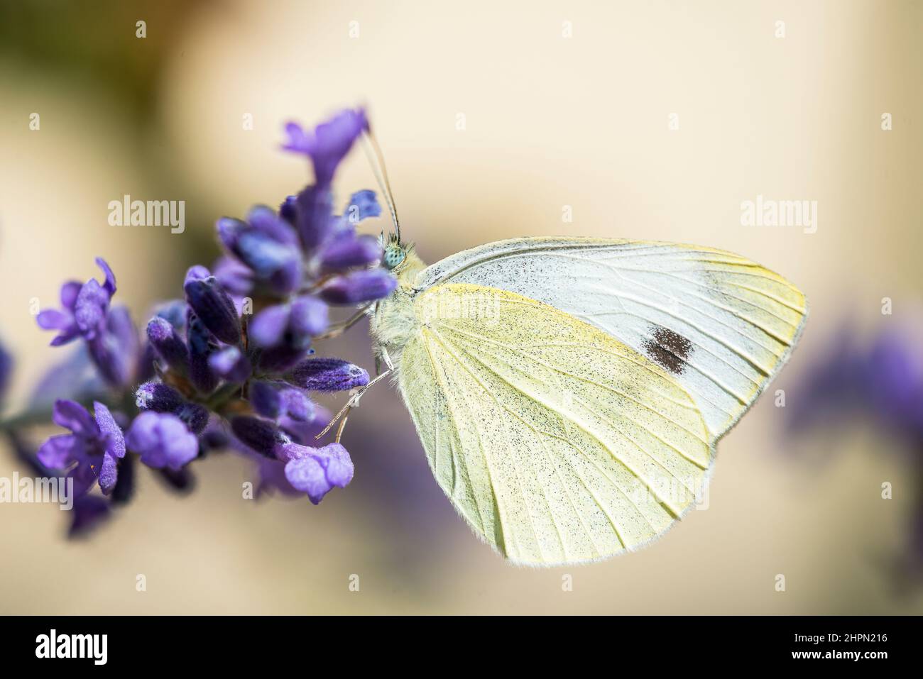 Pieris mannii (southern small white) is a butterfly in the family ...