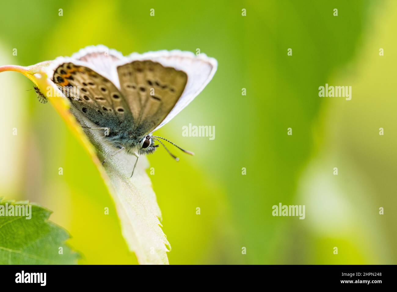 The silver-studded blue (Plebejus argus) is a butterfly in the family ...