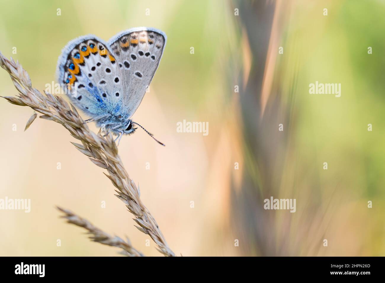 Plebejus idas, the Idas blue or northern blue, is a butterfly of the ...