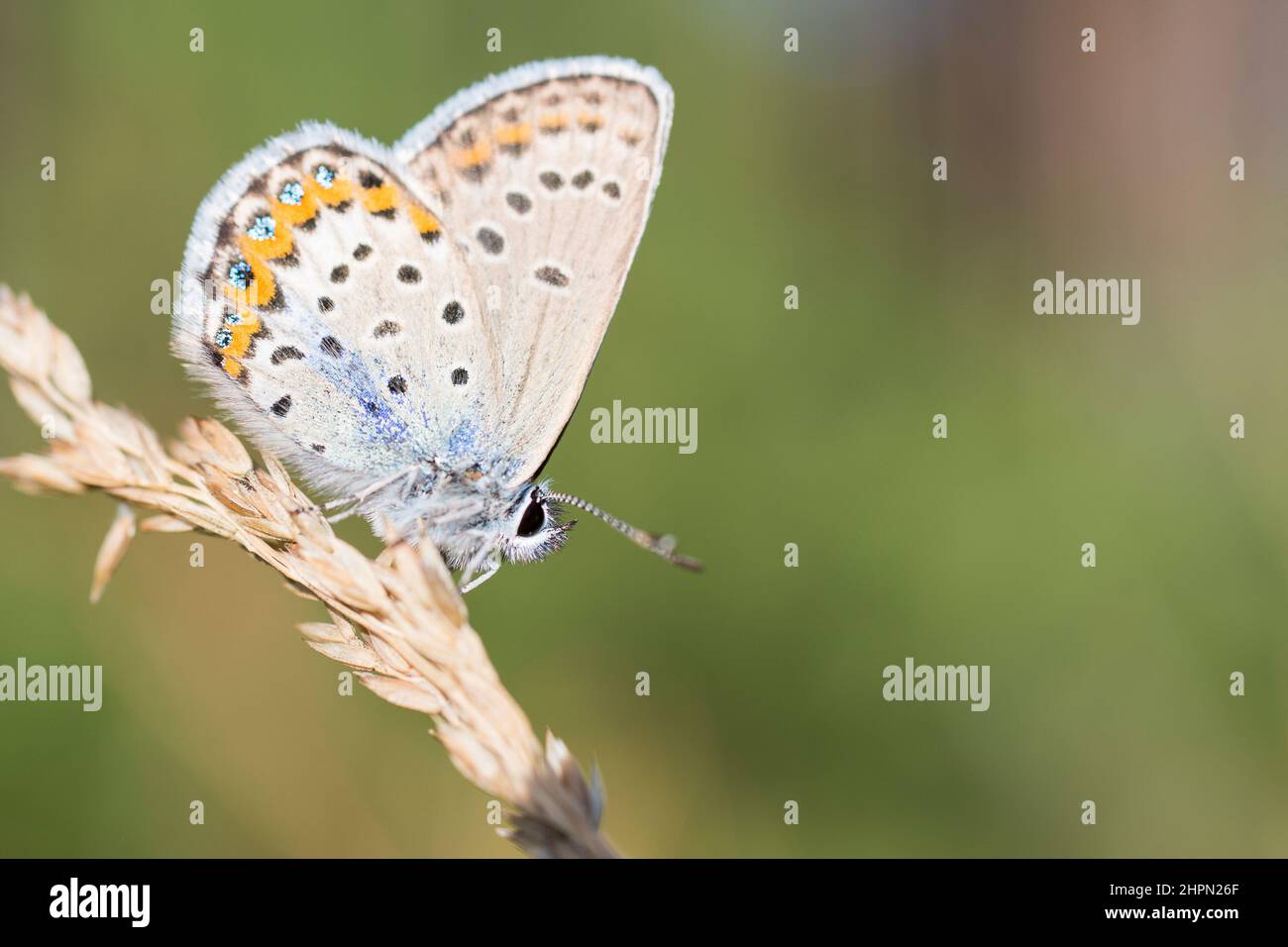 Plebejus idas, the Idas blue or northern blue, is a butterfly of the ...