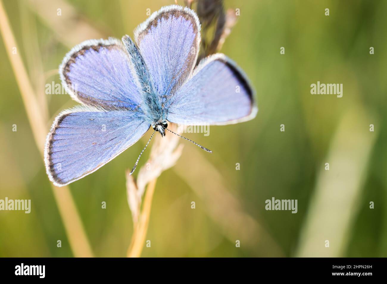 Plebejus idas, the Idas blue or northern blue, is a butterfly of the ...