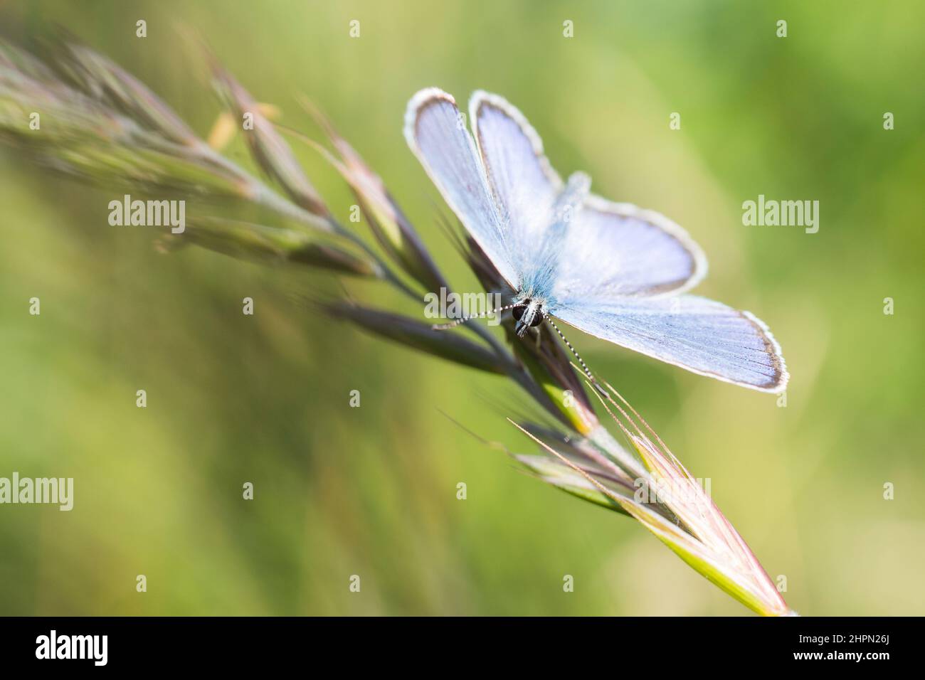 Plebejus idas, the Idas blue or northern blue, is a butterfly of the ...