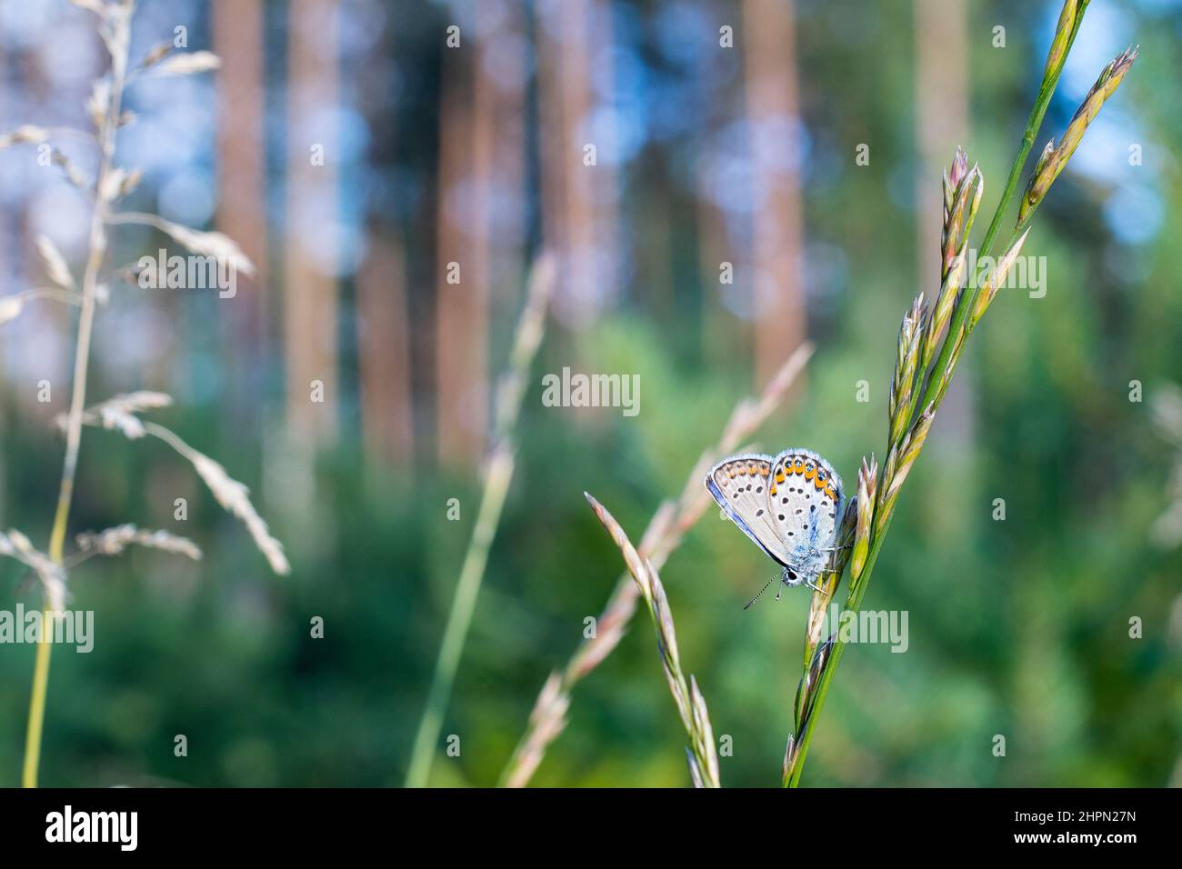 Plebejus idas, the Idas blue or northern blue, is a butterfly of the ...