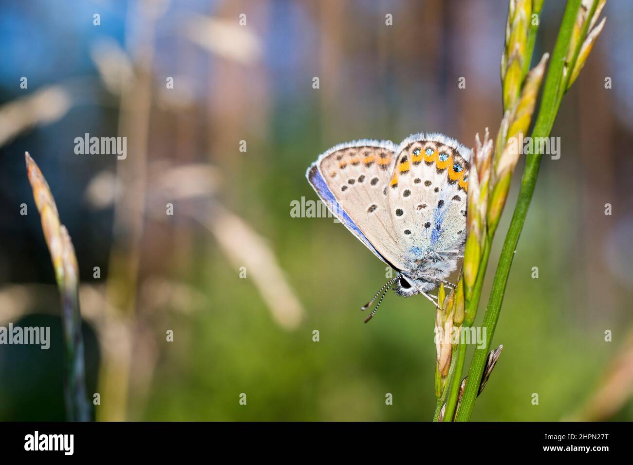 Plebejus idas, the Idas blue or northern blue, is a butterfly of the ...