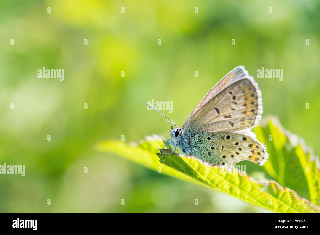Plebejus idas, the Idas blue or northern blue, is a butterfly of the ...