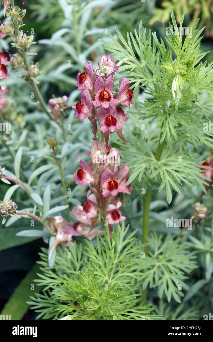 Neon Lights toadflax (Linaria auruginea 'Neon Lights'). Called Roadside ...