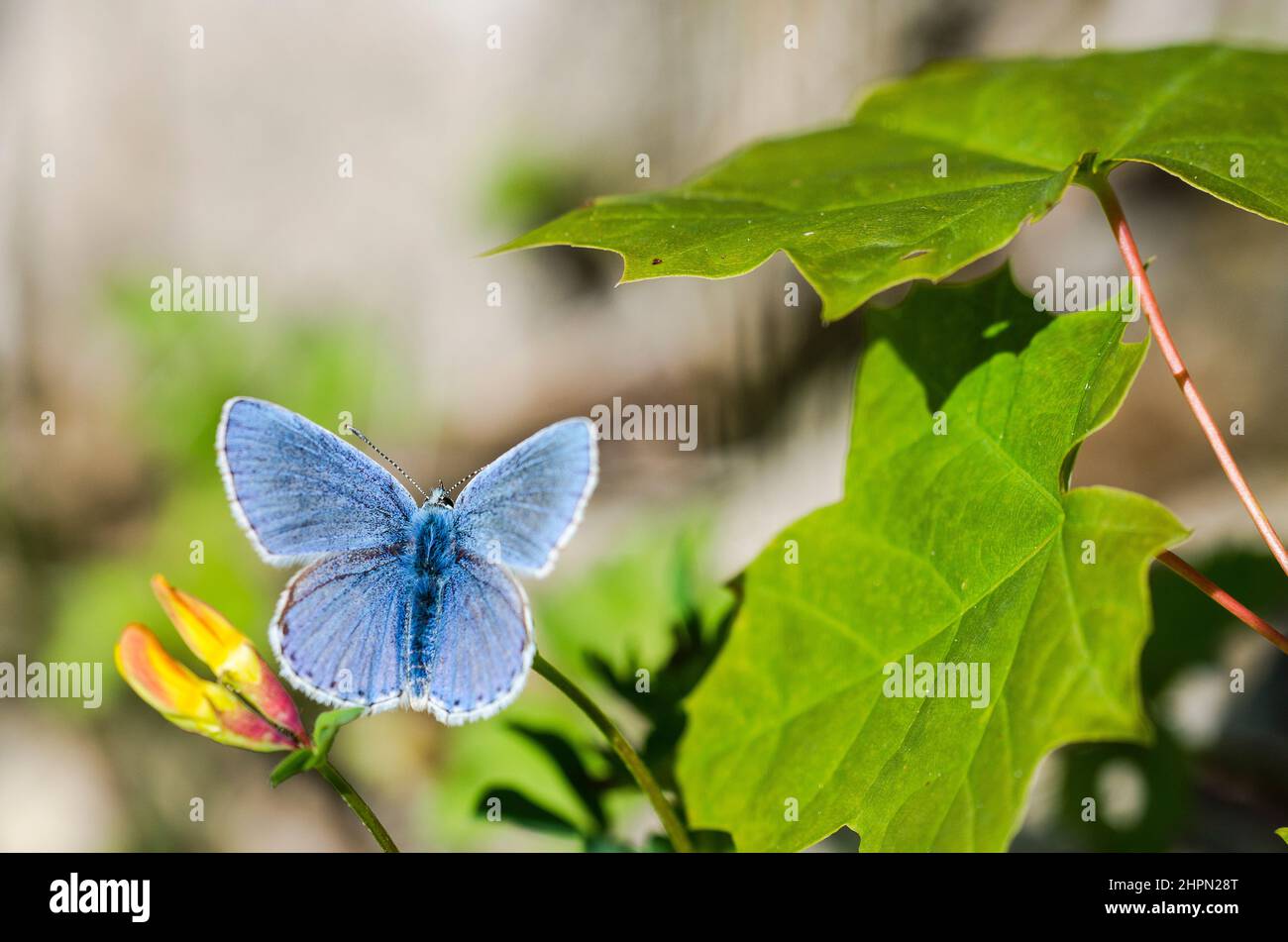 The Adonis blue (Lysandra bellargus, also known as Polyommatus ...