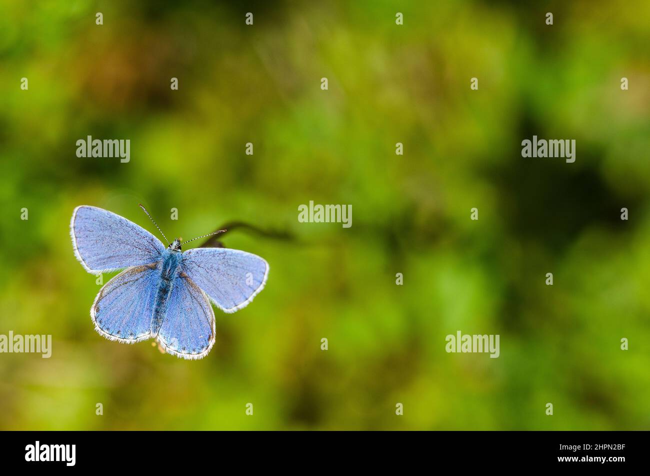 The Adonis blue (Lysandra bellargus, also known as Polyommatus ...