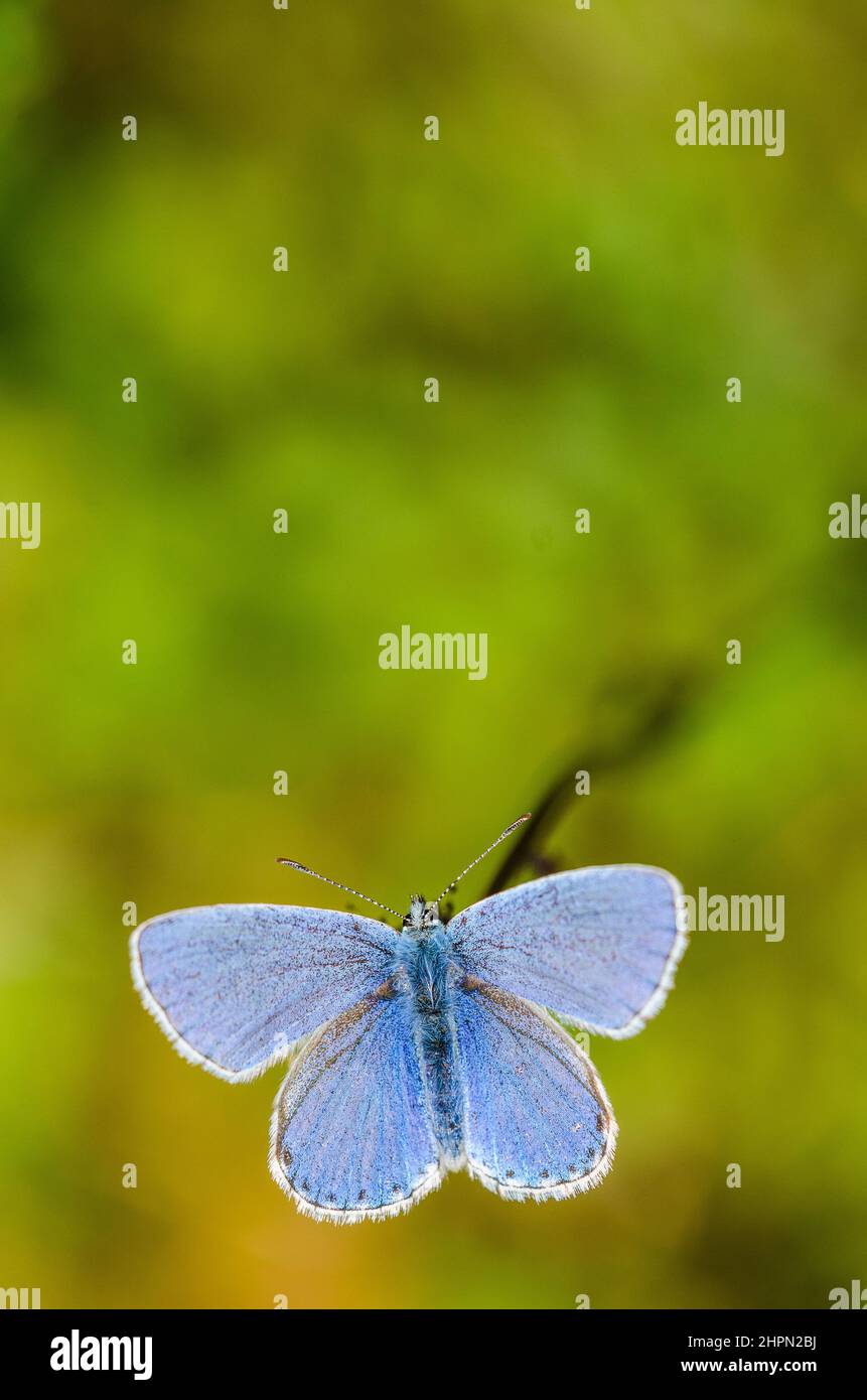 The Adonis blue (Lysandra bellargus, also known as Polyommatus ...