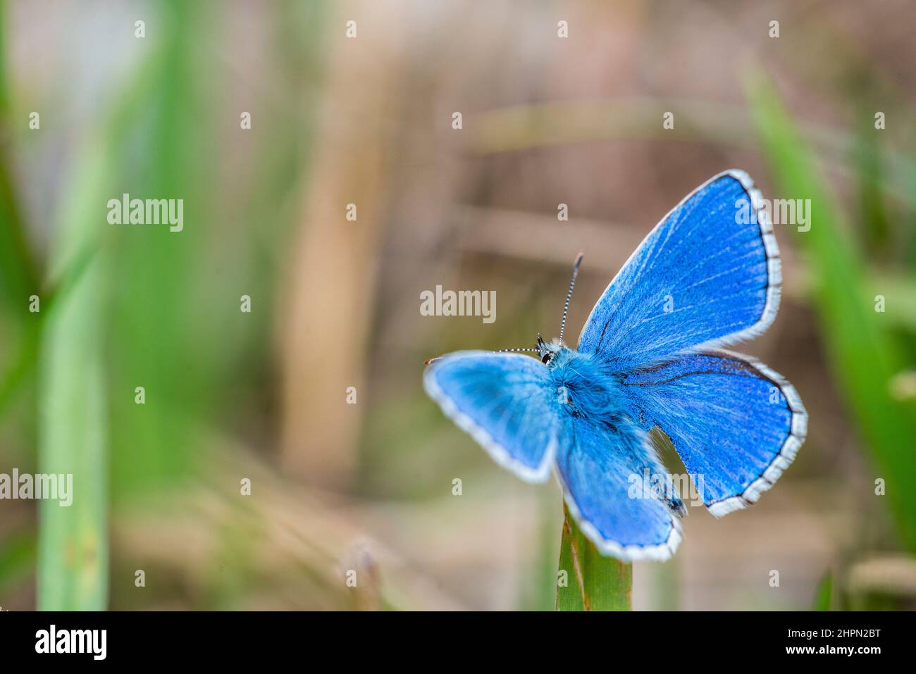 The Adonis blue (Lysandra bellargus, also known as Polyommatus ...