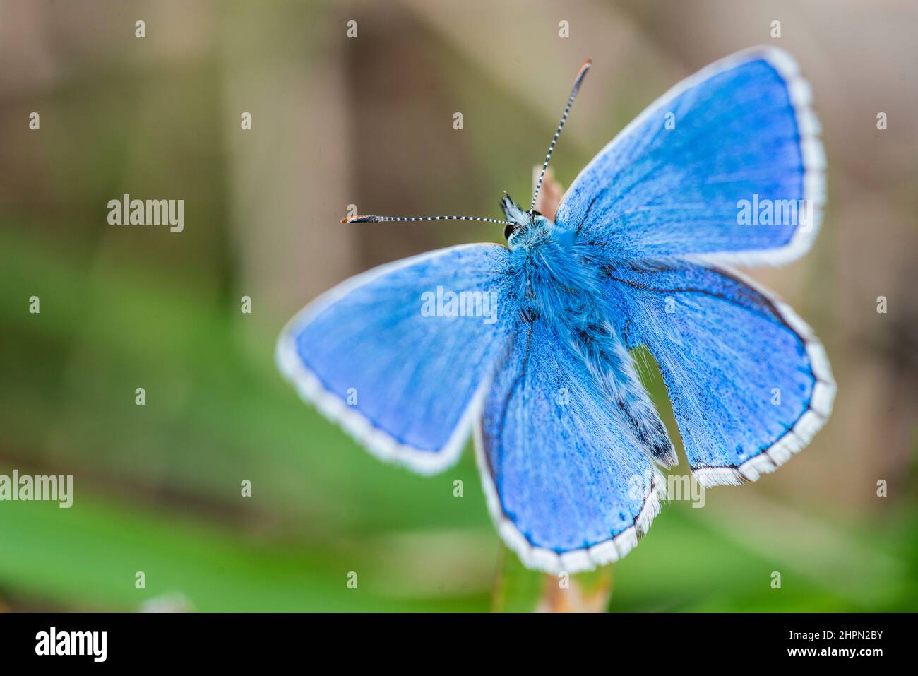 The Adonis blue (Lysandra bellargus, also known as Polyommatus ...