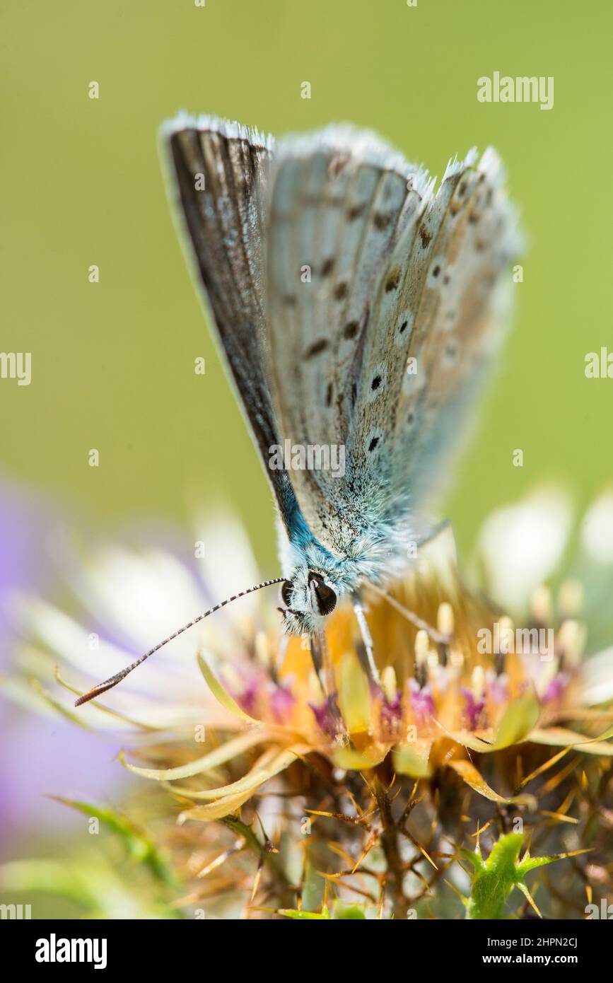 The chalkhill blue (Lysandra coridon) is a butterfly in the family ...
