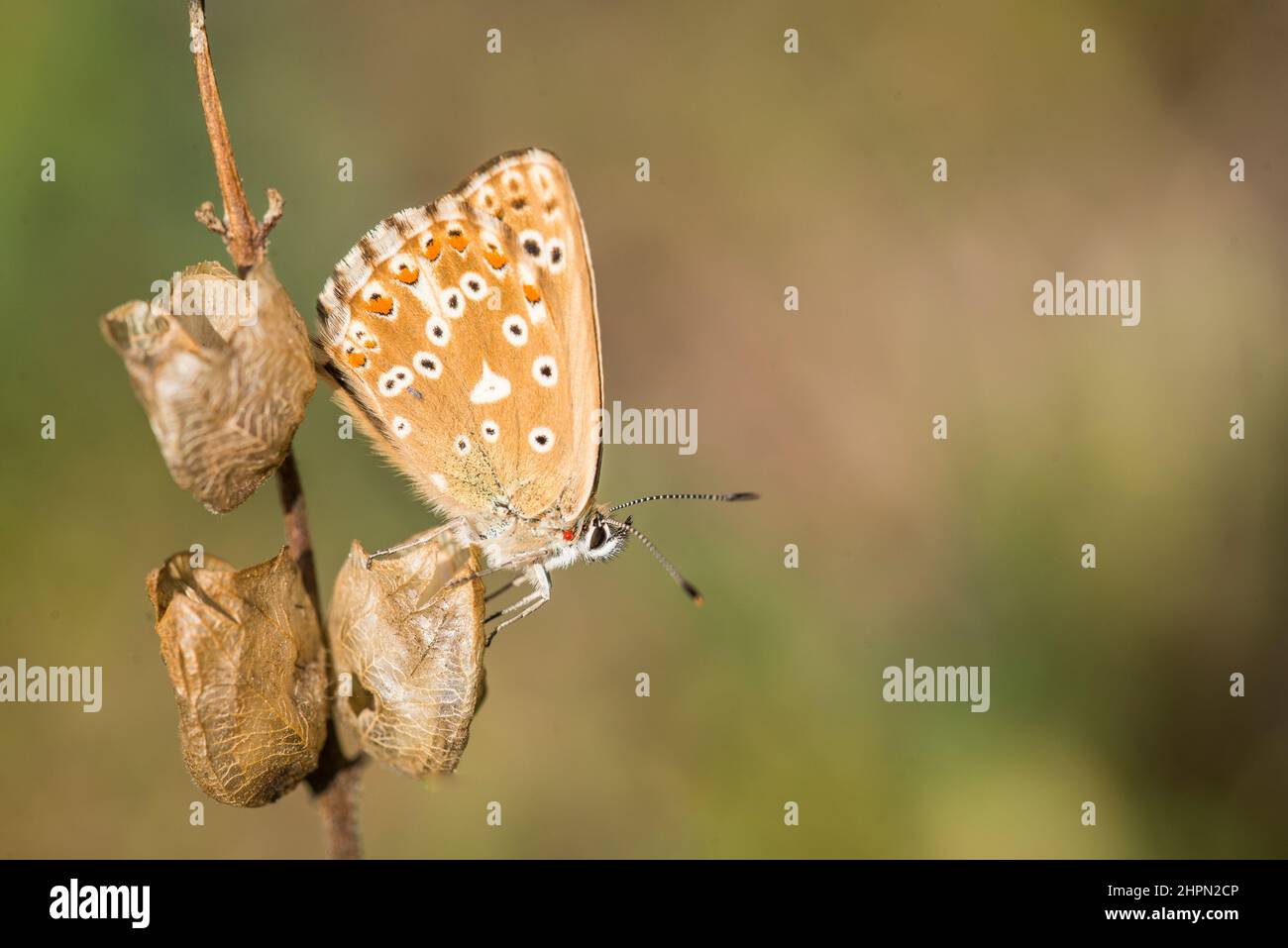 The chalkhill blue (Lysandra coridon) is a butterfly in the family ...