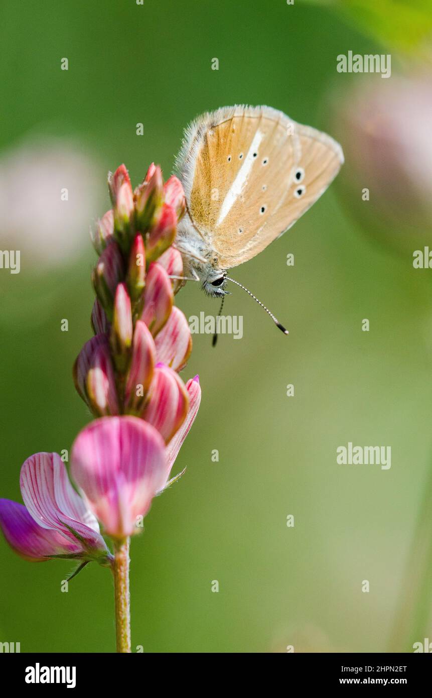 Polyommatus damon, the Damon blue, is a butterfly of the family ...