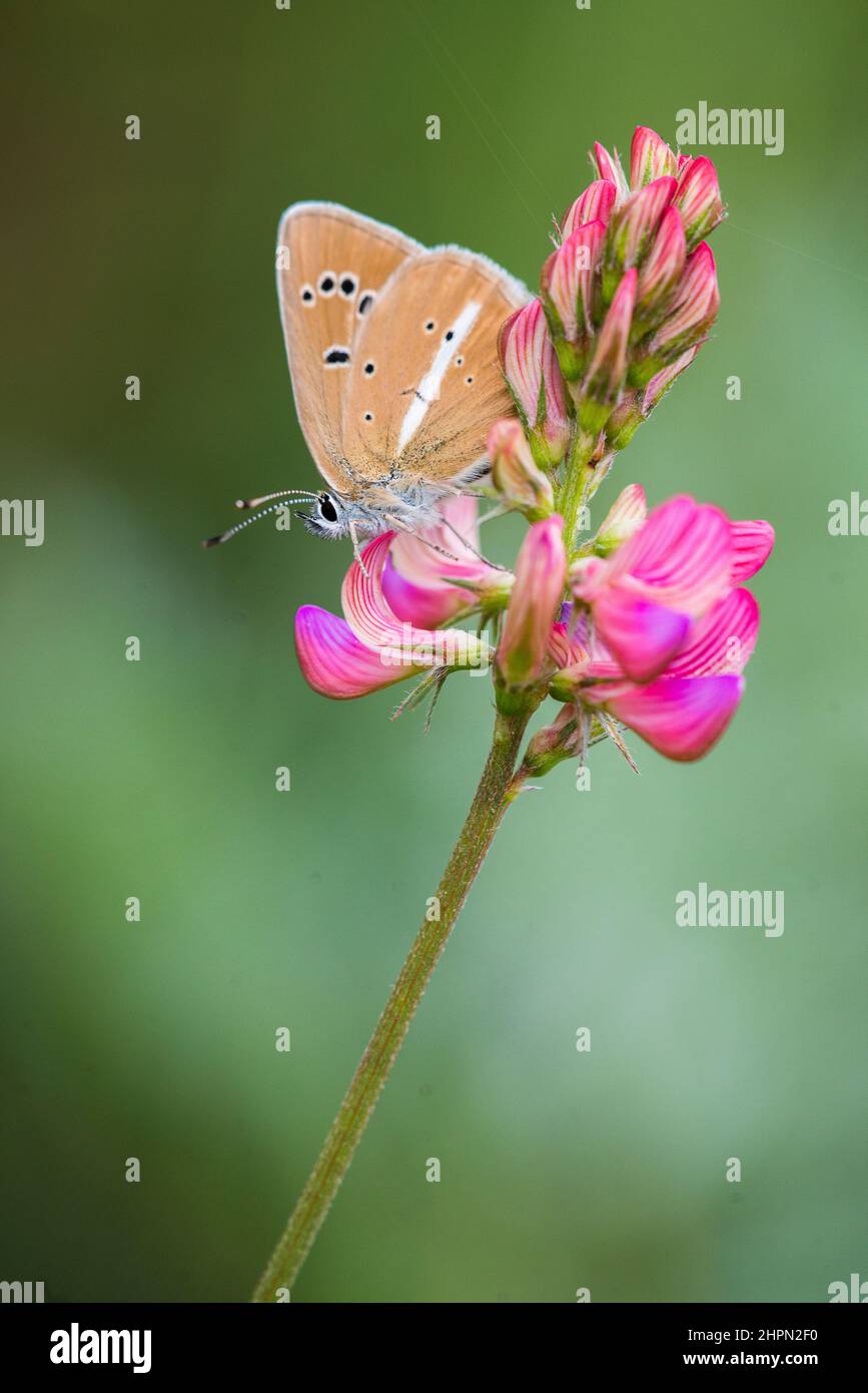 Polyommatus damon, the Damon blue, is a butterfly of the family ...