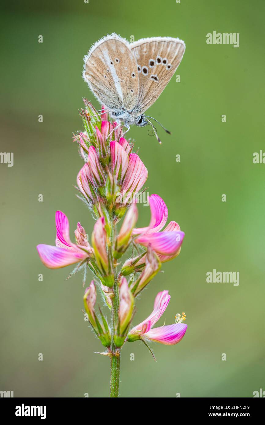Polyommatus damon, the Damon blue, is a butterfly of the family ...