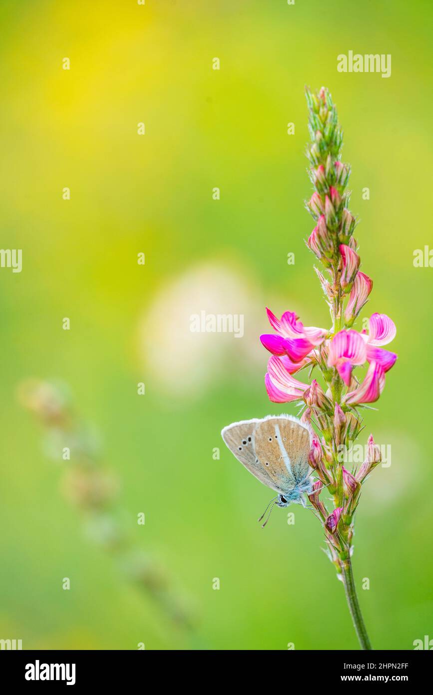 Polyommatus damon, the Damon blue, is a butterfly of the family ...