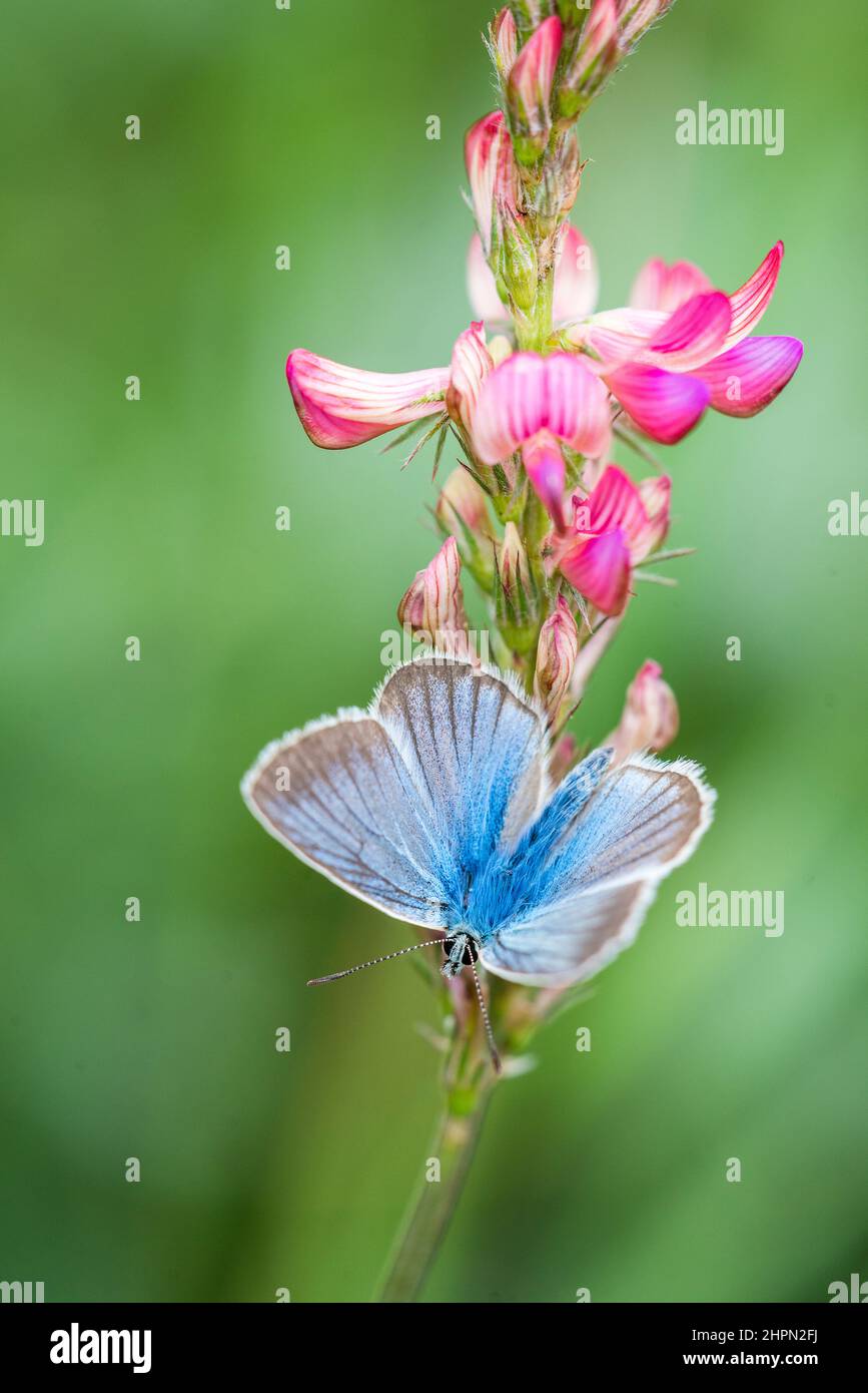 Polyommatus damon, the Damon blue, is a butterfly of the family ...