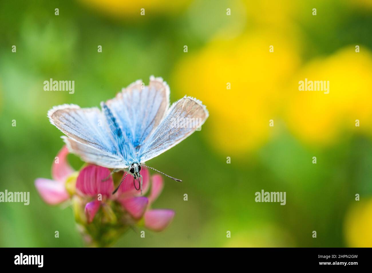 Polyommatus damon, the Damon blue, is a butterfly of the family ...