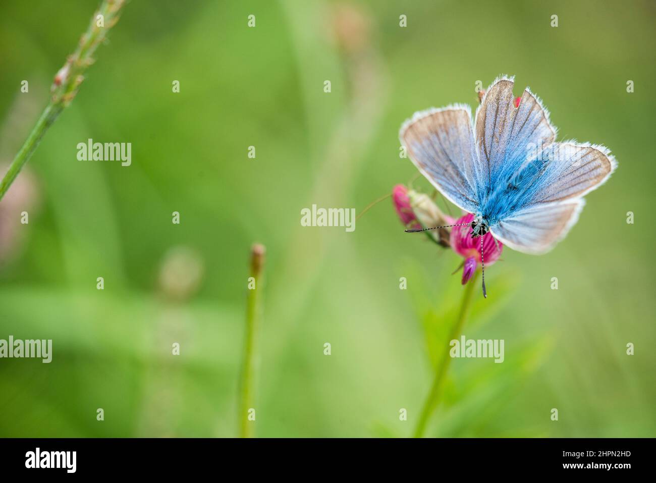 Polyommatus damon, the Damon blue, is a butterfly of the family ...