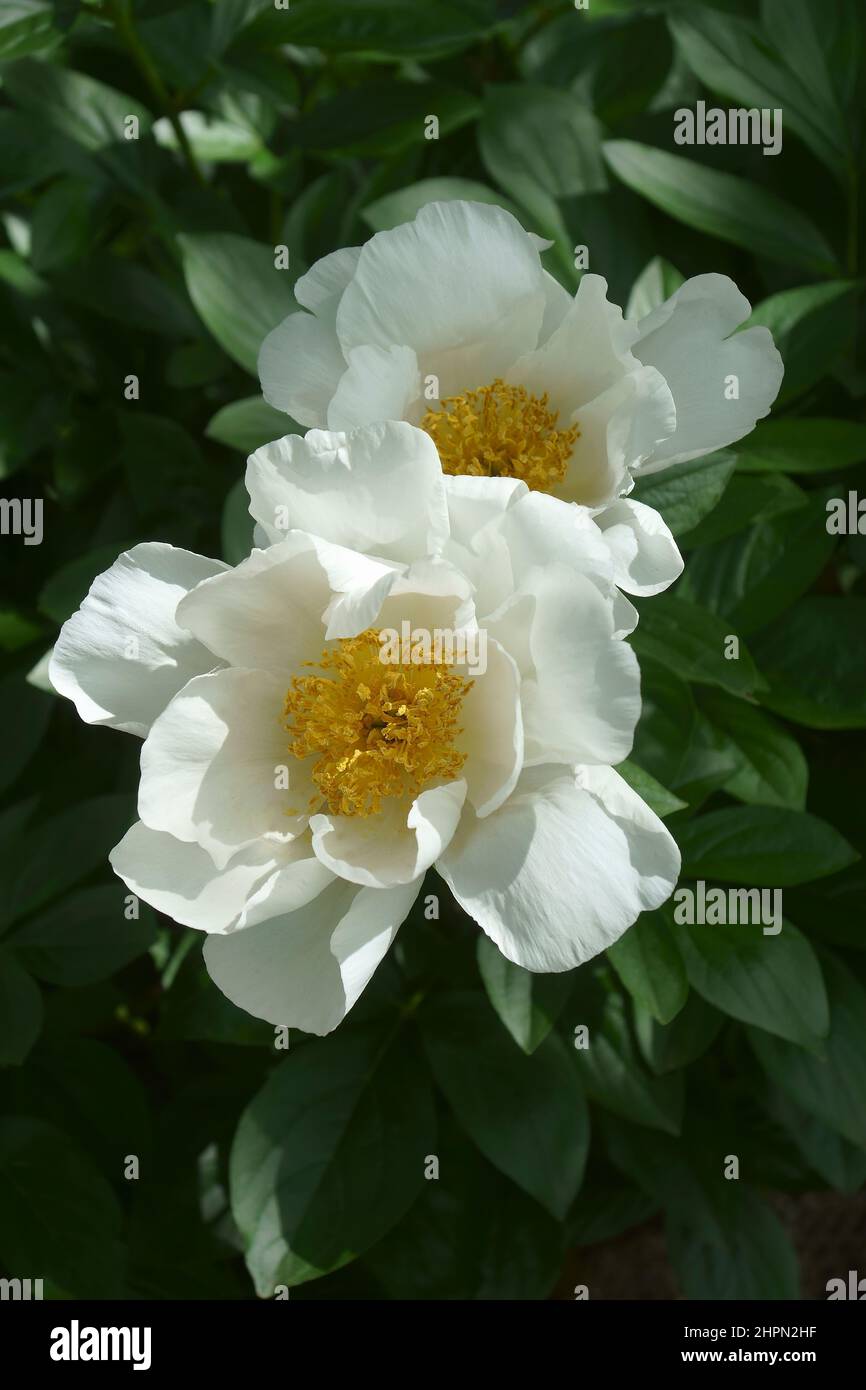 Chinese hybrid peony (Paeonia lactiflora 'Snow Swan' Stock Photo - Alamy