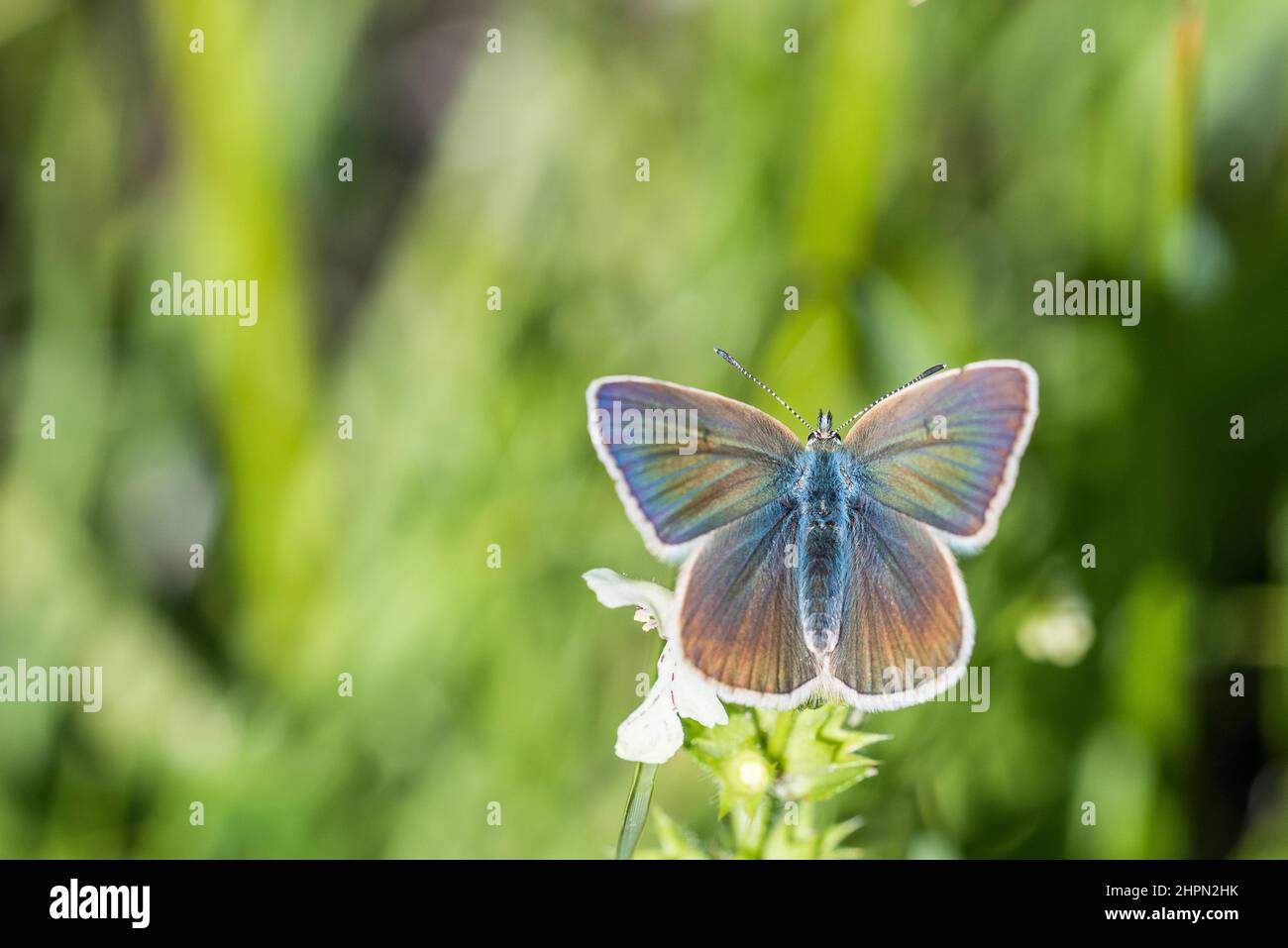Polyommatus damon, the Damon blue, is a butterfly of the family ...