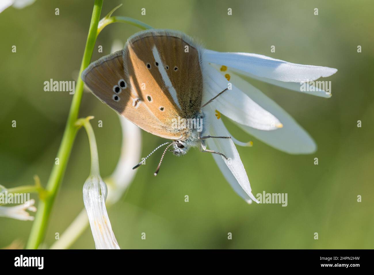 Polyommatus damon, the Damon blue, is a butterfly of the family ...