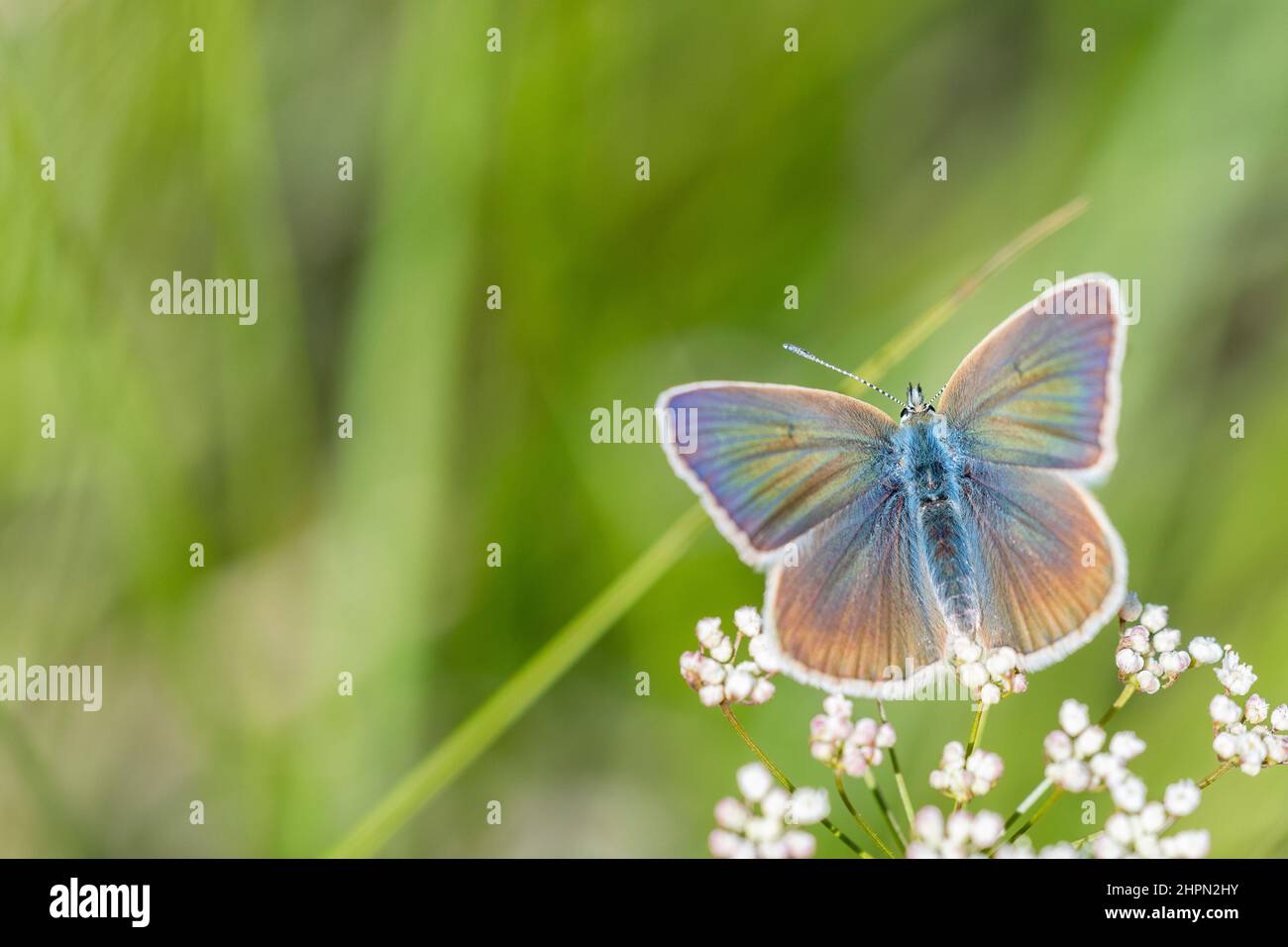 Polyommatus damon, the Damon blue, is a butterfly of the family ...