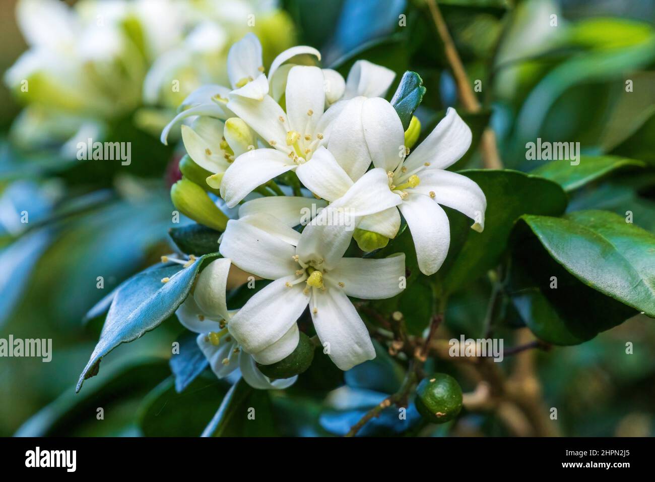 Orange jasmine a.k.a. orange jessamine (Murraya paniculata) flower ...