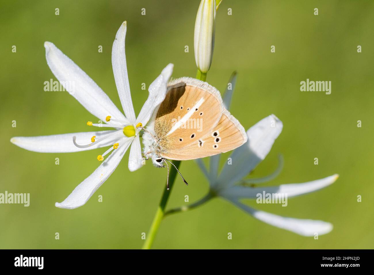 Polyommatus damon, the Damon blue, is a butterfly of the family ...
