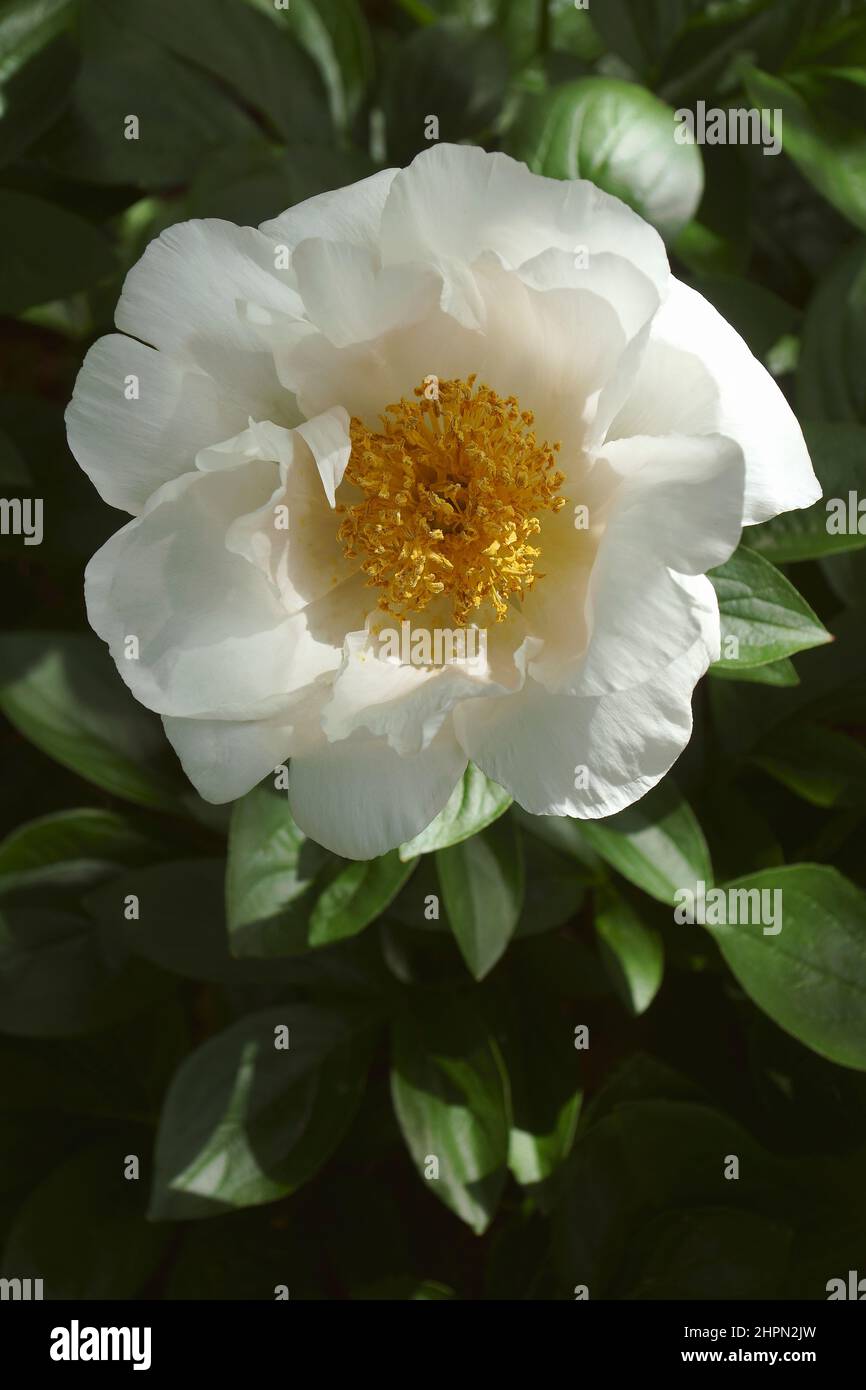 Chinese hybrid peony (Paeonia lactiflora 'Snow Swan' Stock Photo - Alamy