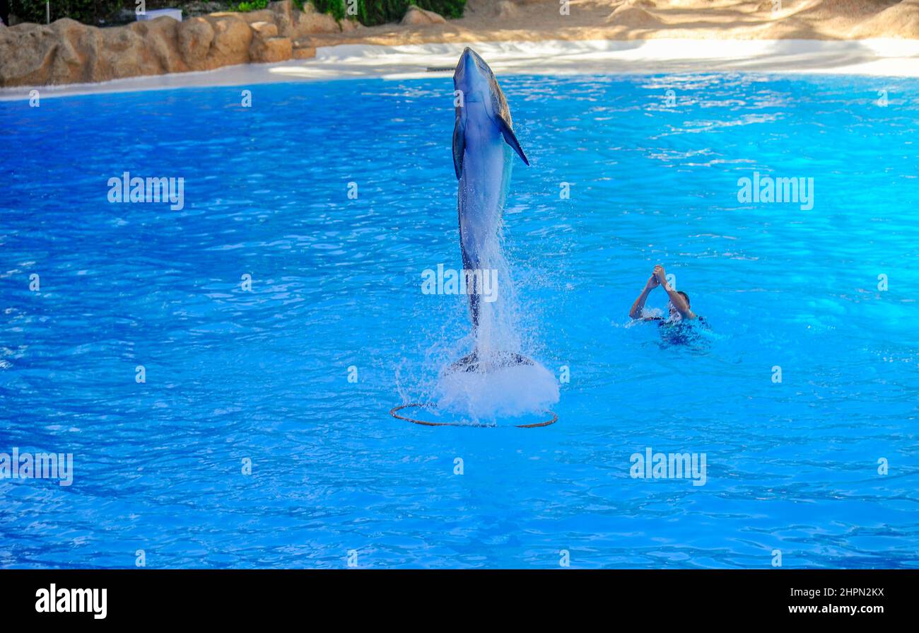 Person swim dolphin hi-res stock photography and images - Alamy