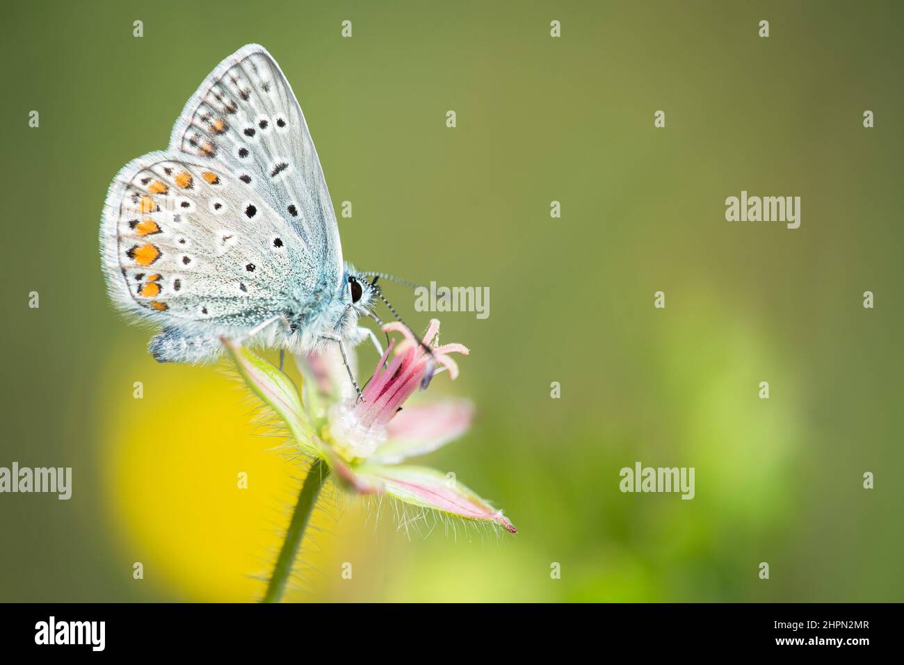 The common blue butterfly or European common blue (Polyommatus icarus ...