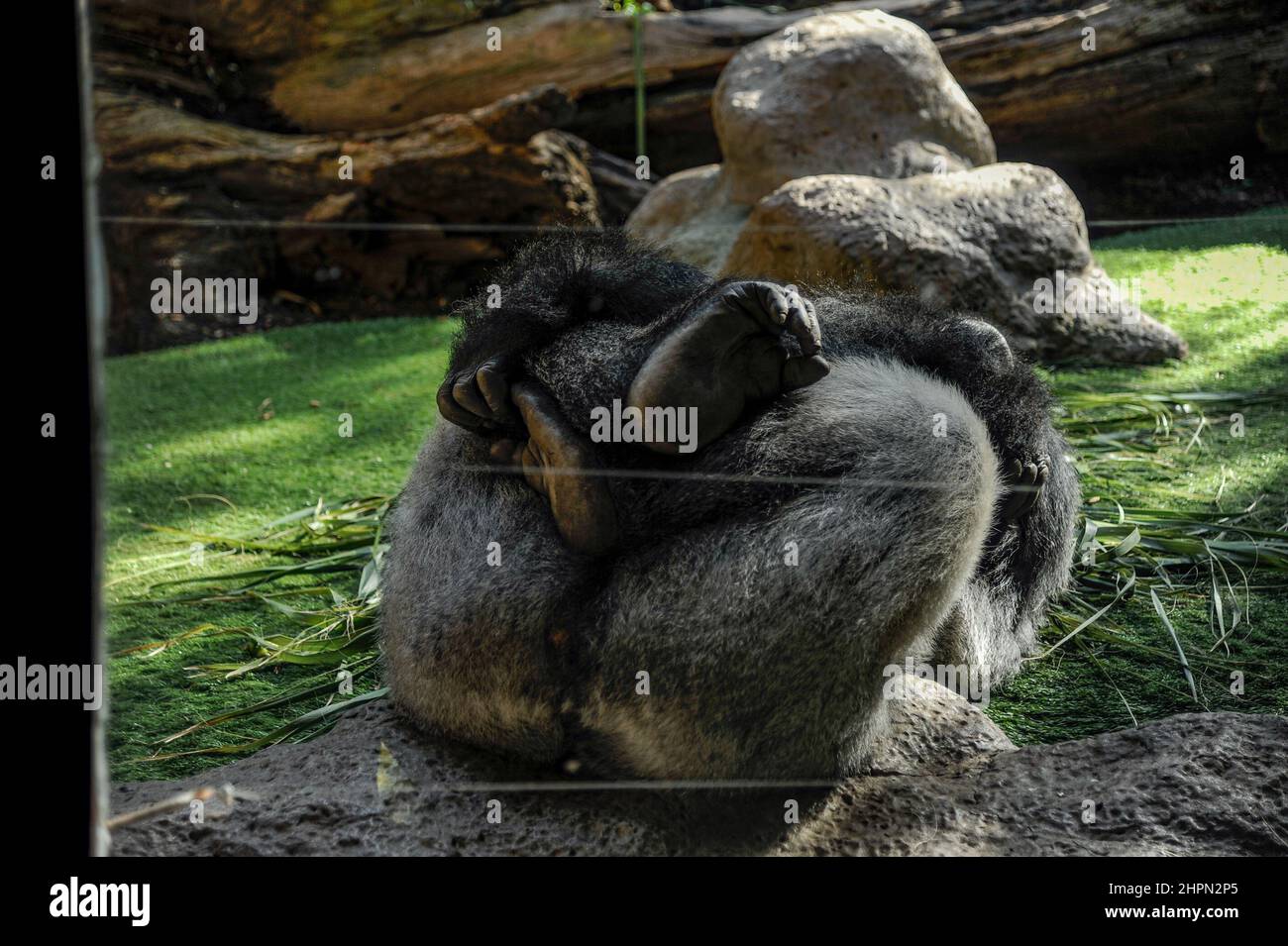 Gorilla sleeping belly up in Loro Park Tenerife Spain 27 December 2019 ...